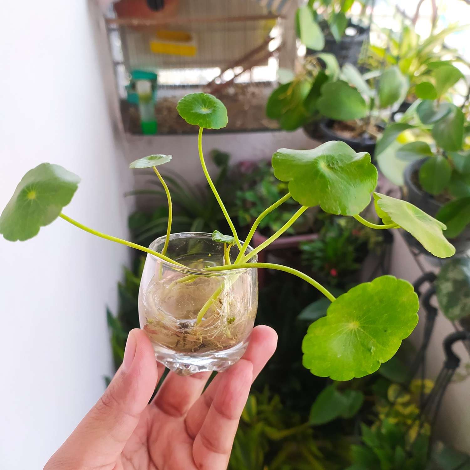 Coin Plant Cutting -Without pot without soil