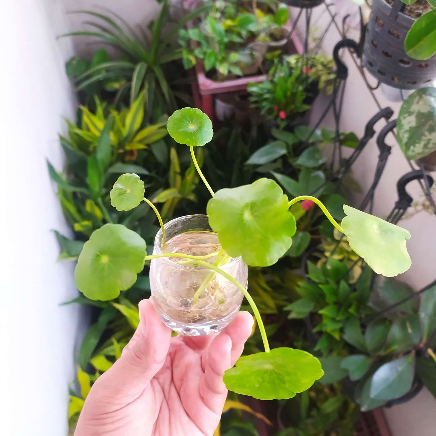 Coin Plant Cutting -Without pot without soil